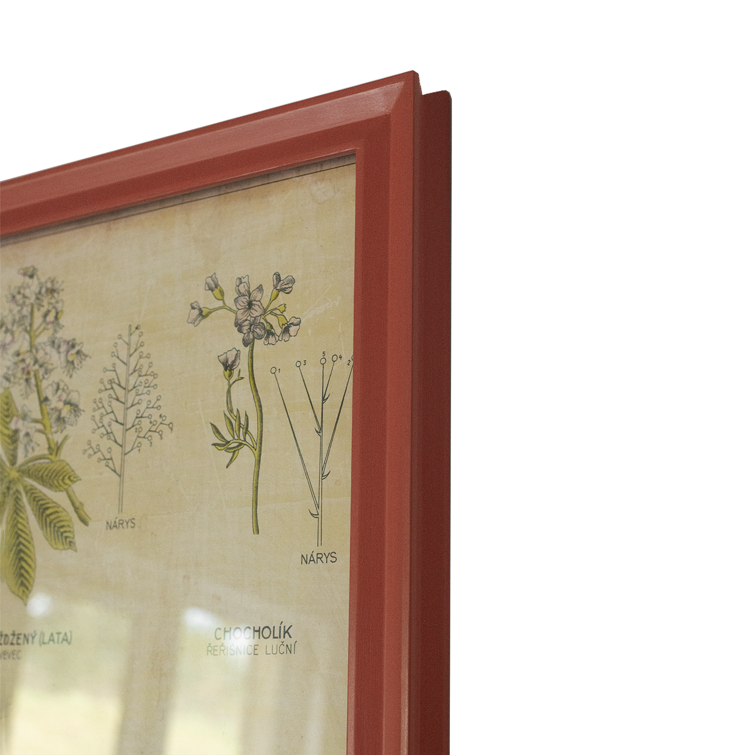 Botanical Print in Mini Star Frame – Patrick Ireland Frames