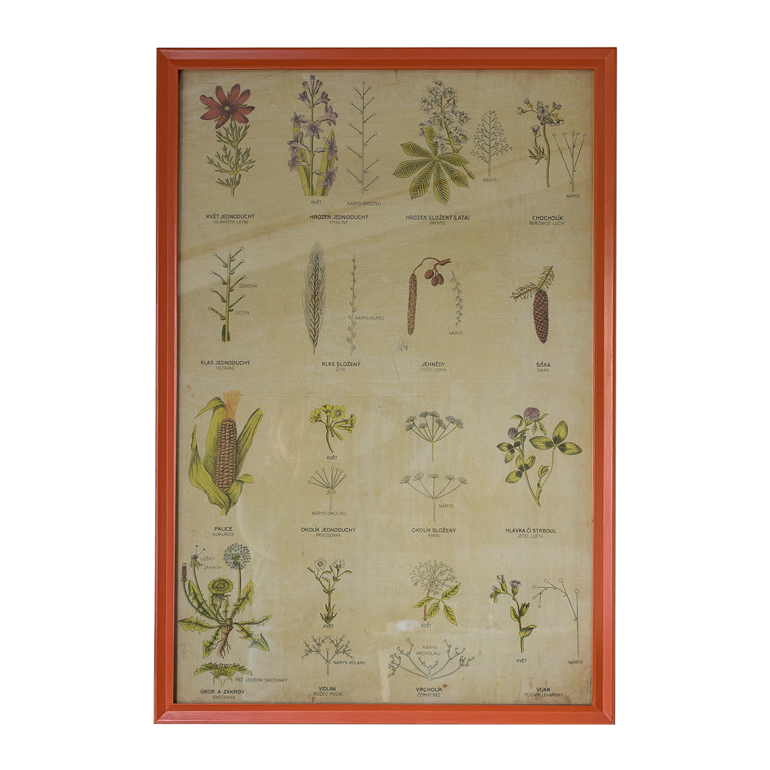 Botanical Print in Mini Star Frame – Patrick Ireland Frames