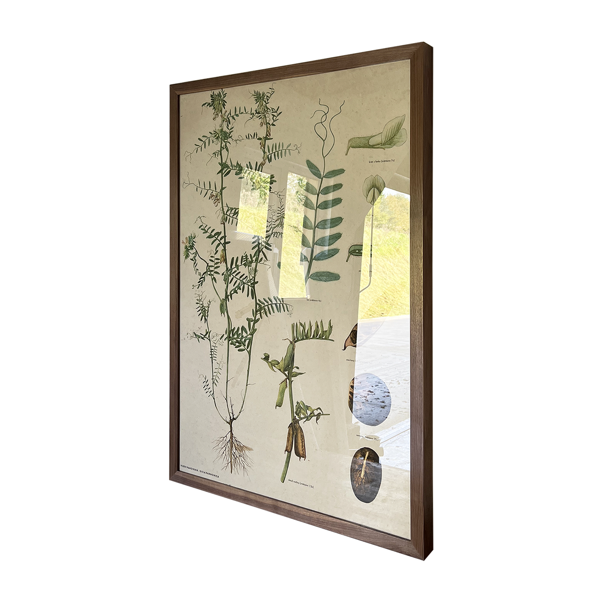 Botanical Print in a Waxed Walnut Box Frame – Patrick Ireland Frames