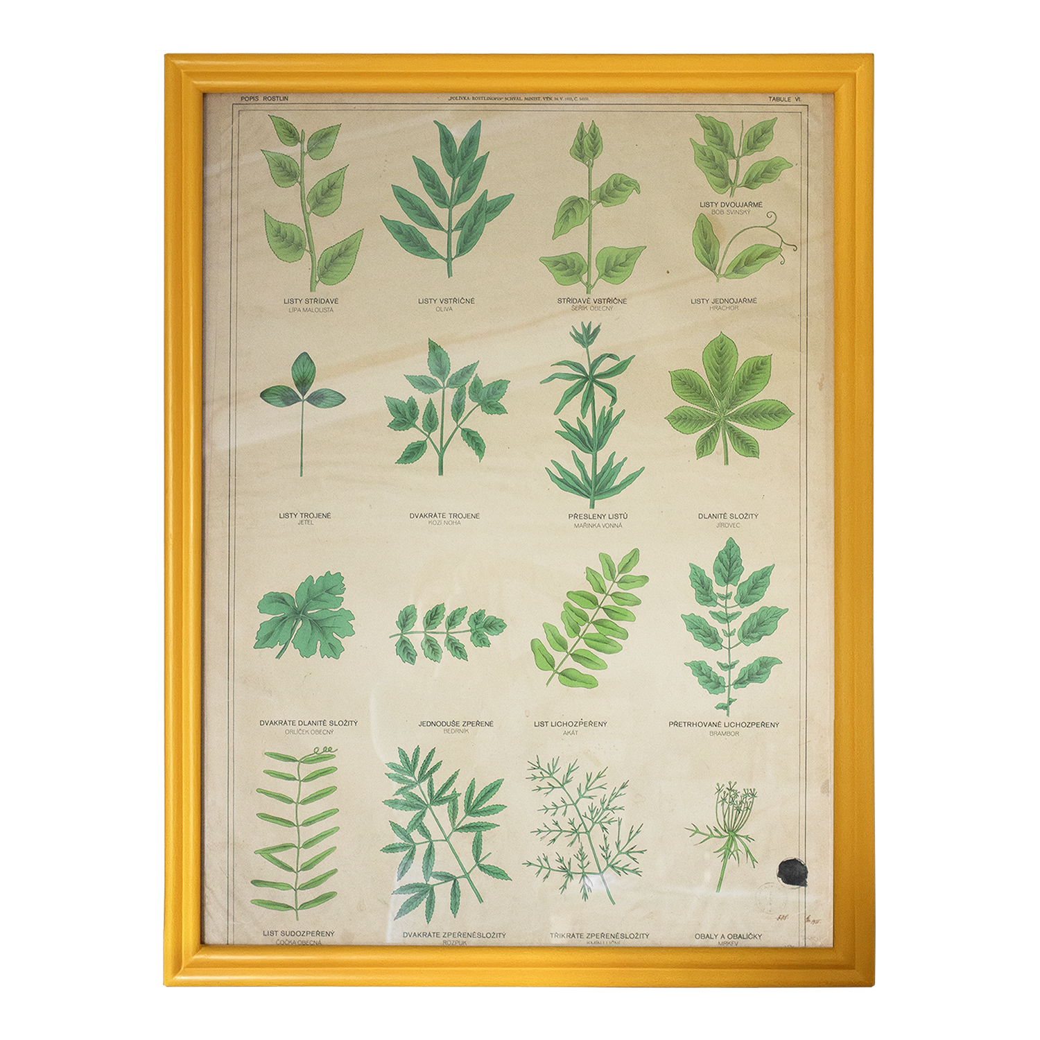Botanical Prints in Clover Frames – Patrick Ireland Frames