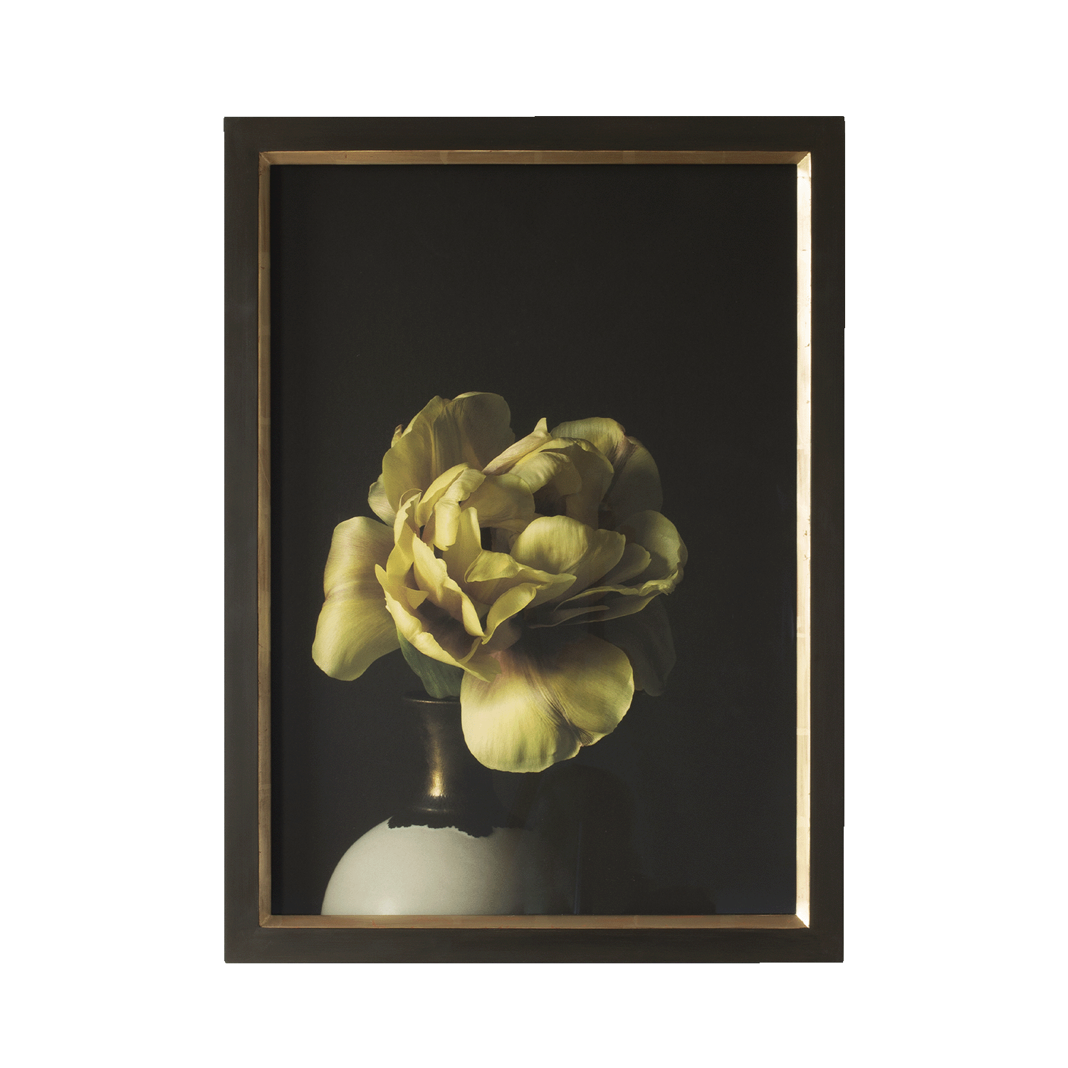 A2 Tulip Photograph by Kate Sims – Patrick Ireland Frames
