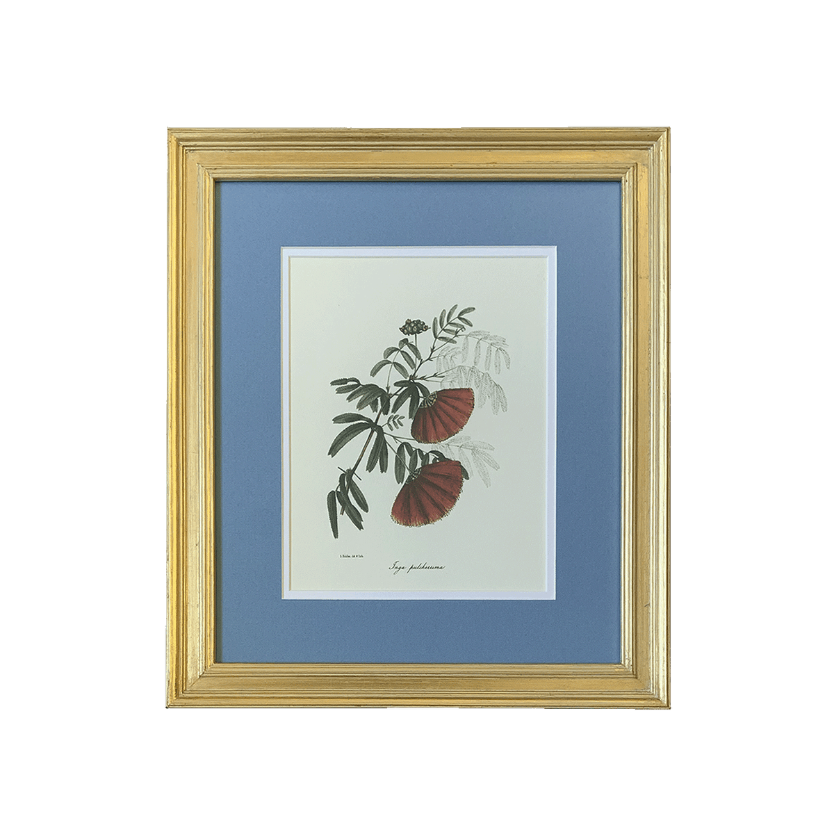 Vintage Botanical Print Collection – Patrick Ireland Frames